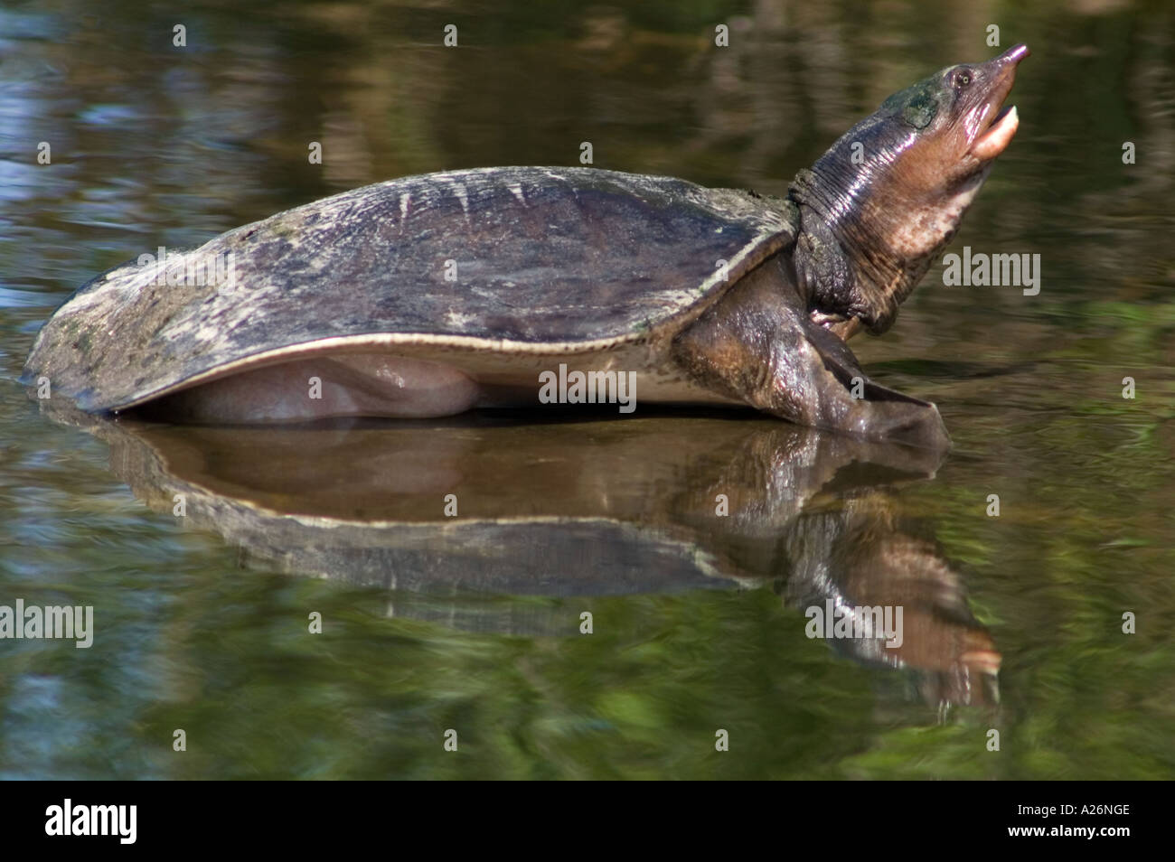 Florida soft-shell turtle (Apalone ferox) Basking on submerged rock in ...