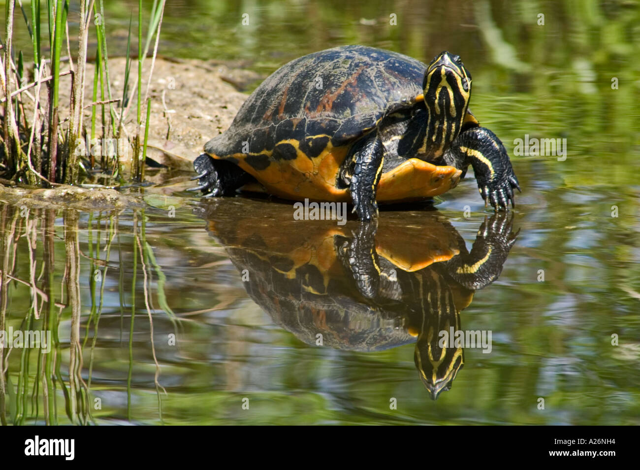 Florida red-bellied turtle (Pseudemys nelsoni) Basking on submerged ...