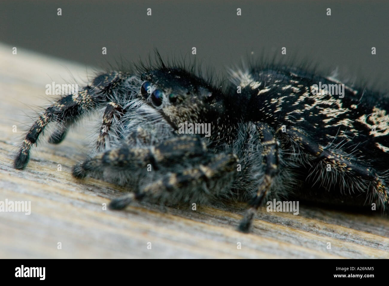 Daring jumping spider (Phidippus audax) Hunting on patio railing ...