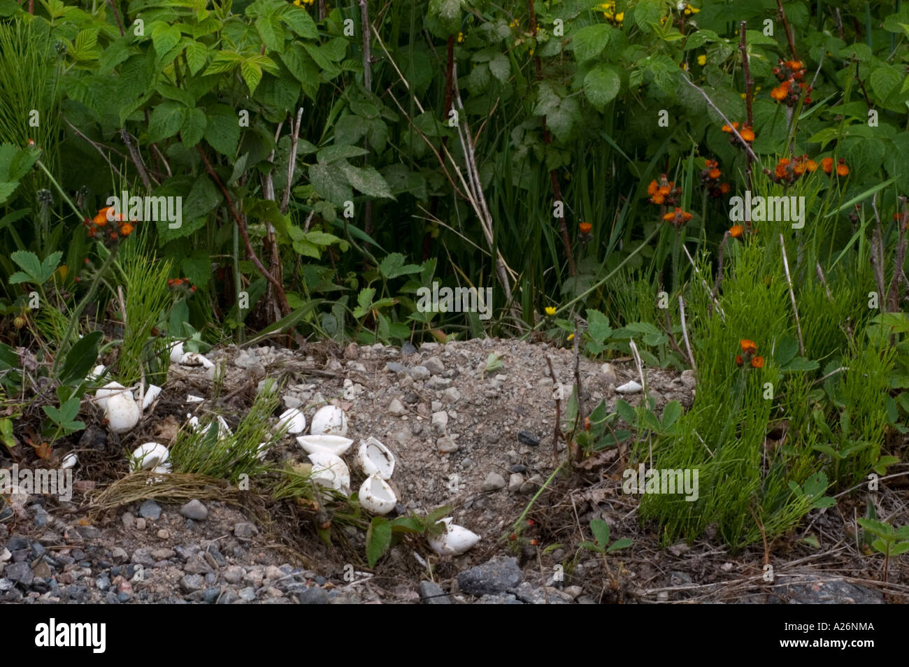 Snapping turtle egg hi-res stock photography and images - Alamy
