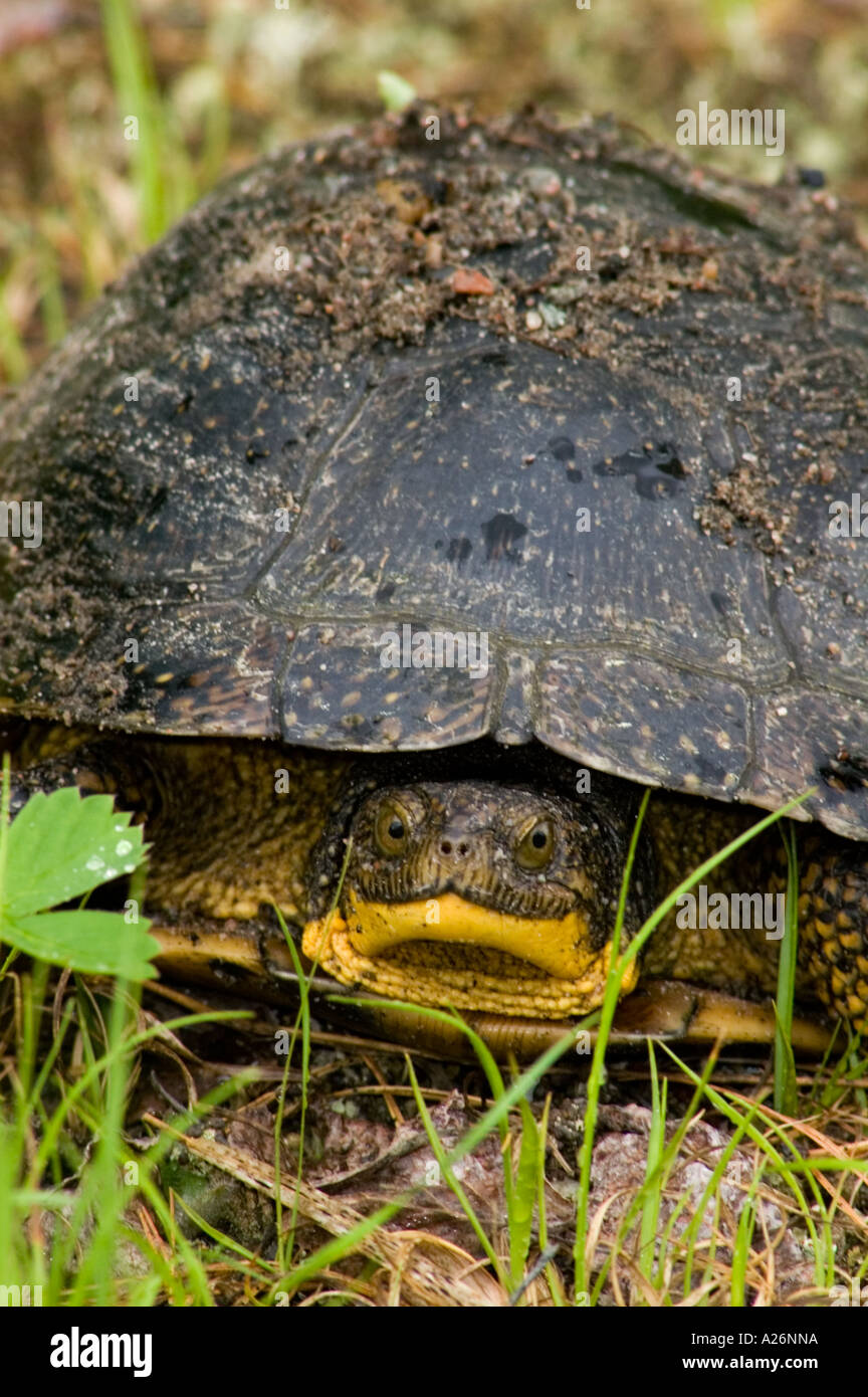 Blanding's turtle hi-res stock photography and images - Alamy