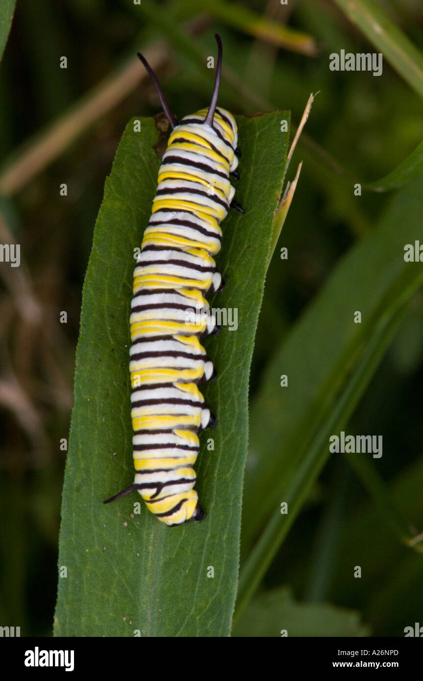 Monarch caterpillar (Danaus plexippus) 5th instar caterpillar roaming ...
