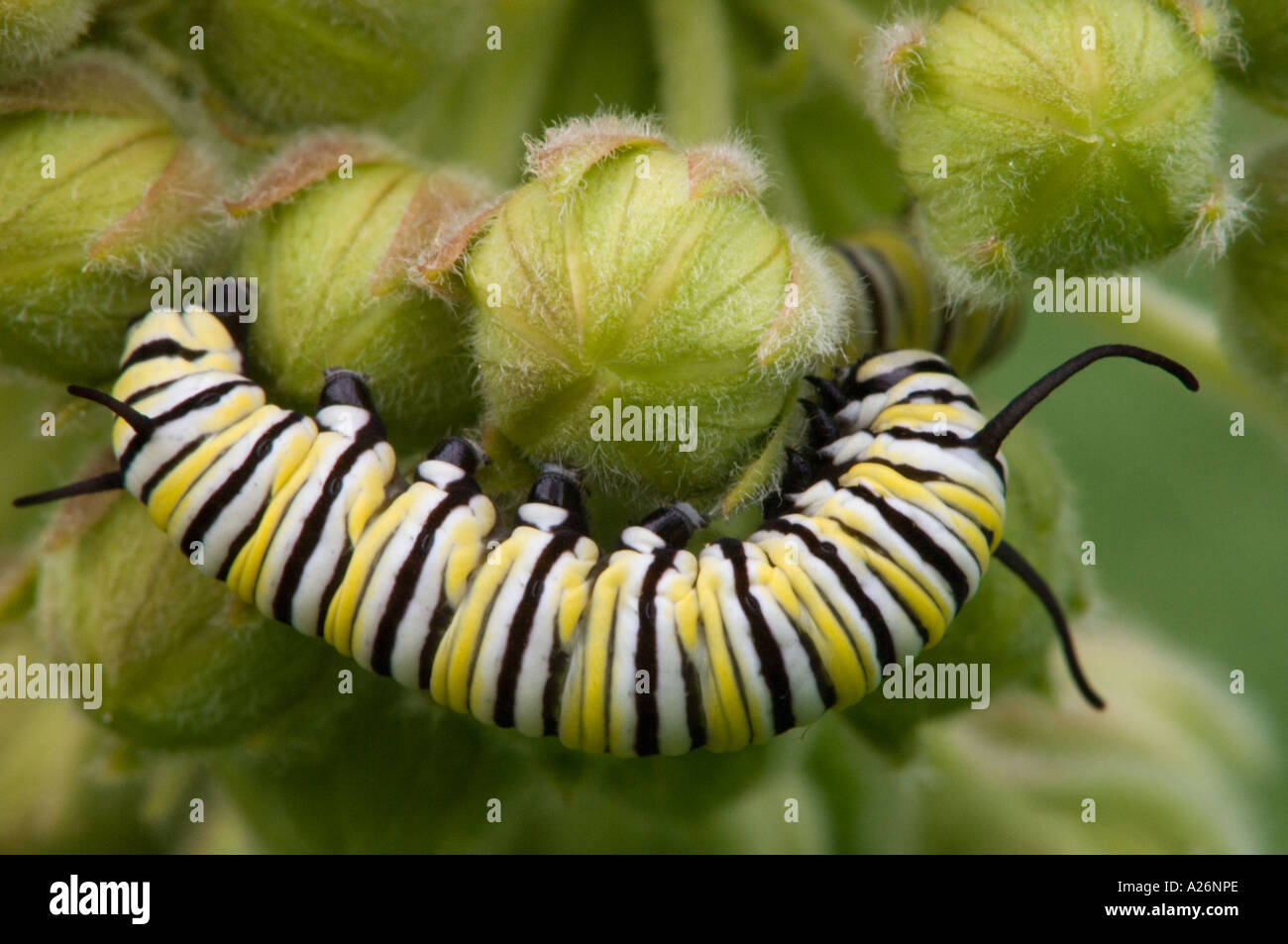 Monarch caterpillar (Danaus plexippus) Caterpillar 2nd 3rd instar ...