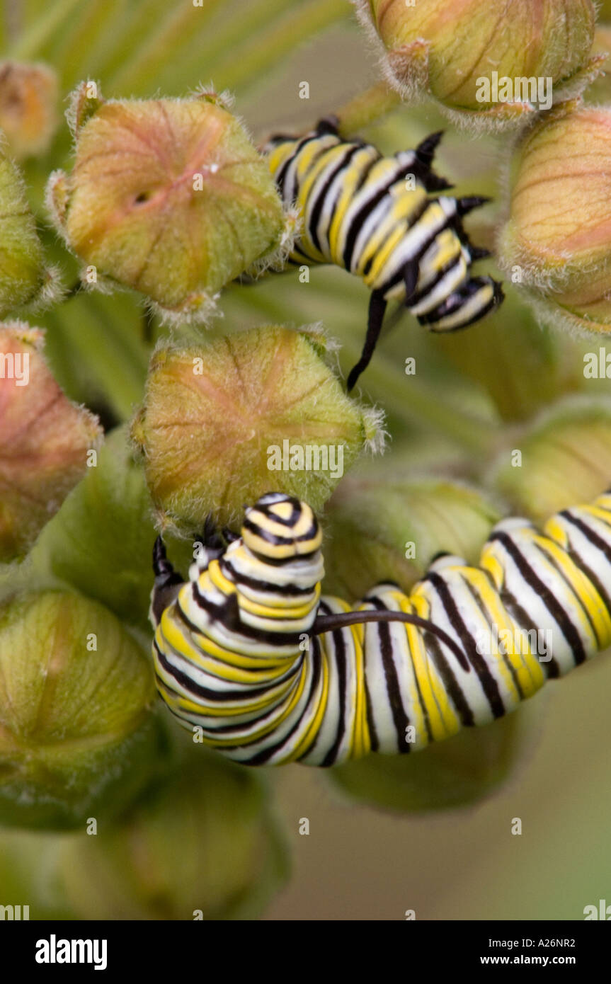 Monarch caterpillar (Danaus plexippus) Caterpillar 2nd 3rd instar ...