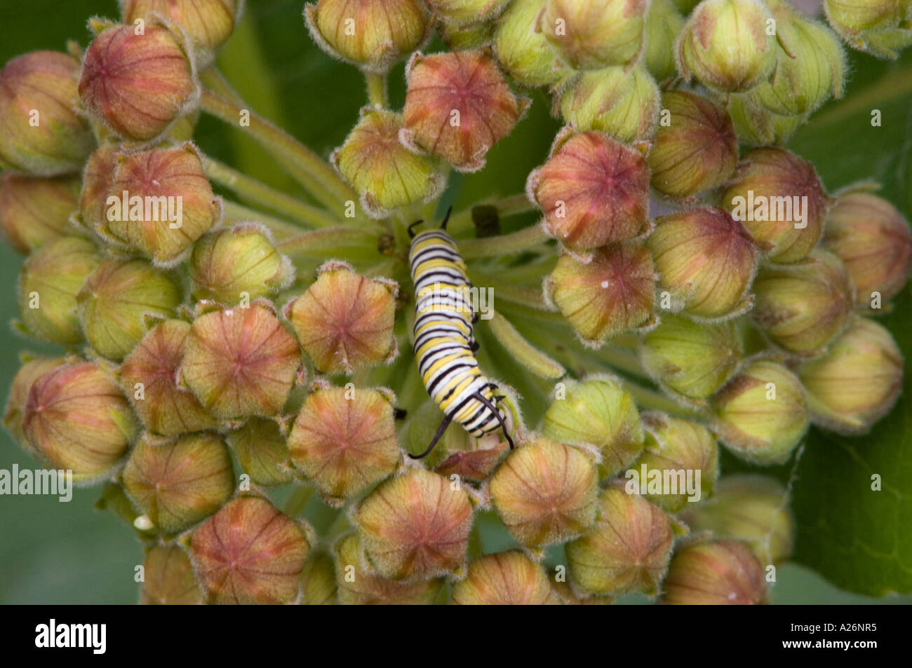 Monarch caterpillar (Danaus plexippus) Caterpillar 2nd 3rd instar ...