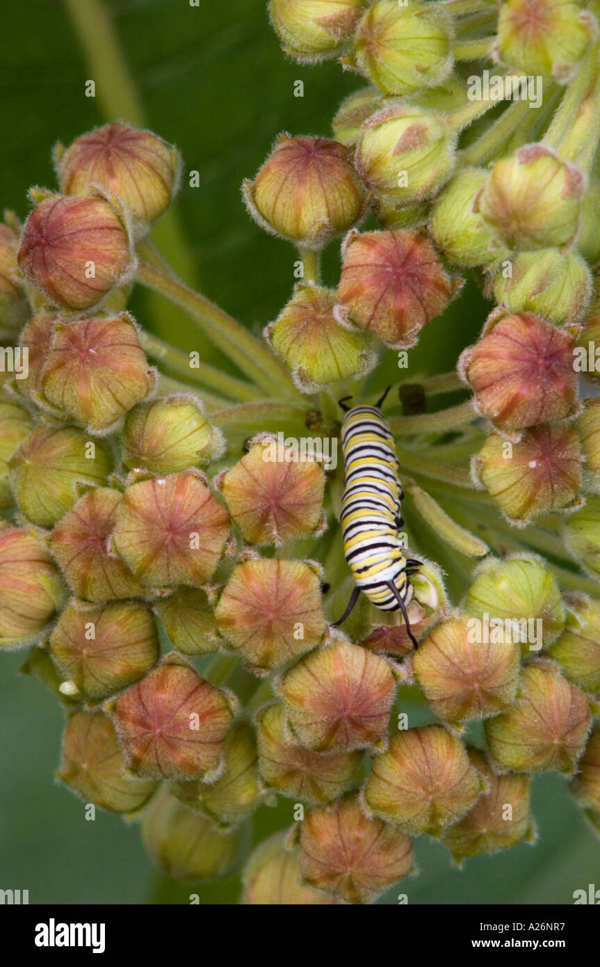 Monarch caterpillar (Danaus plexippus) Caterpillar 2nd 3rd instar ...