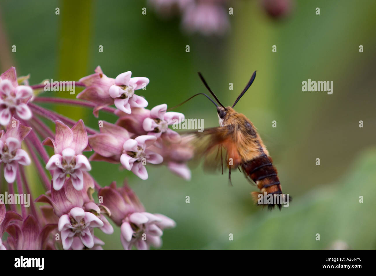 Clearwing hummingbird moth (Hemaris thysbe) Foraging on milkweed ...