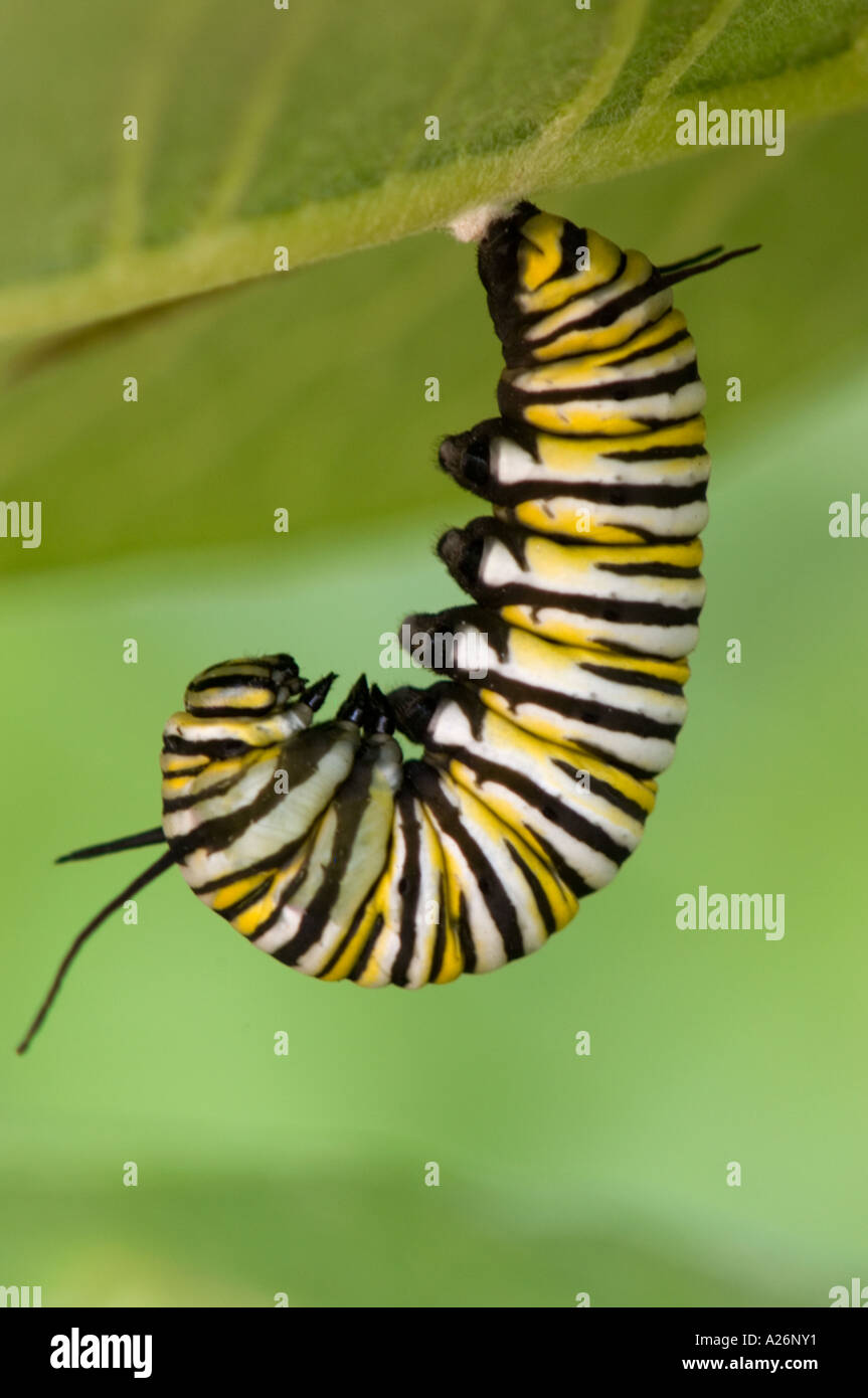 Monarch butterfly (Danaus plexippus) 5th instar larva in J-stage of ...
