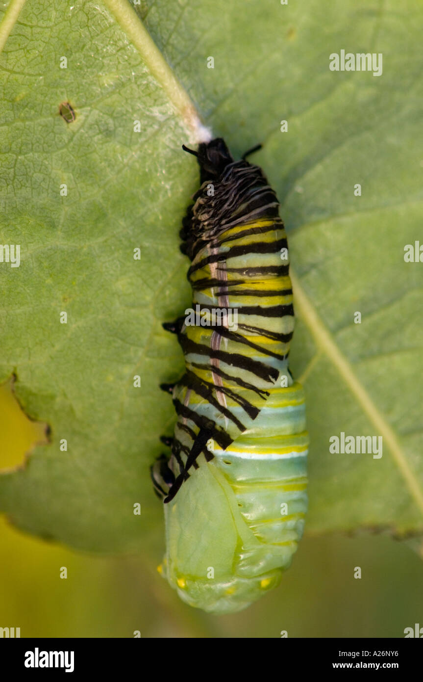 Monarch butterfly (Danaus plexippus) 5th instar larva transforming to ...
