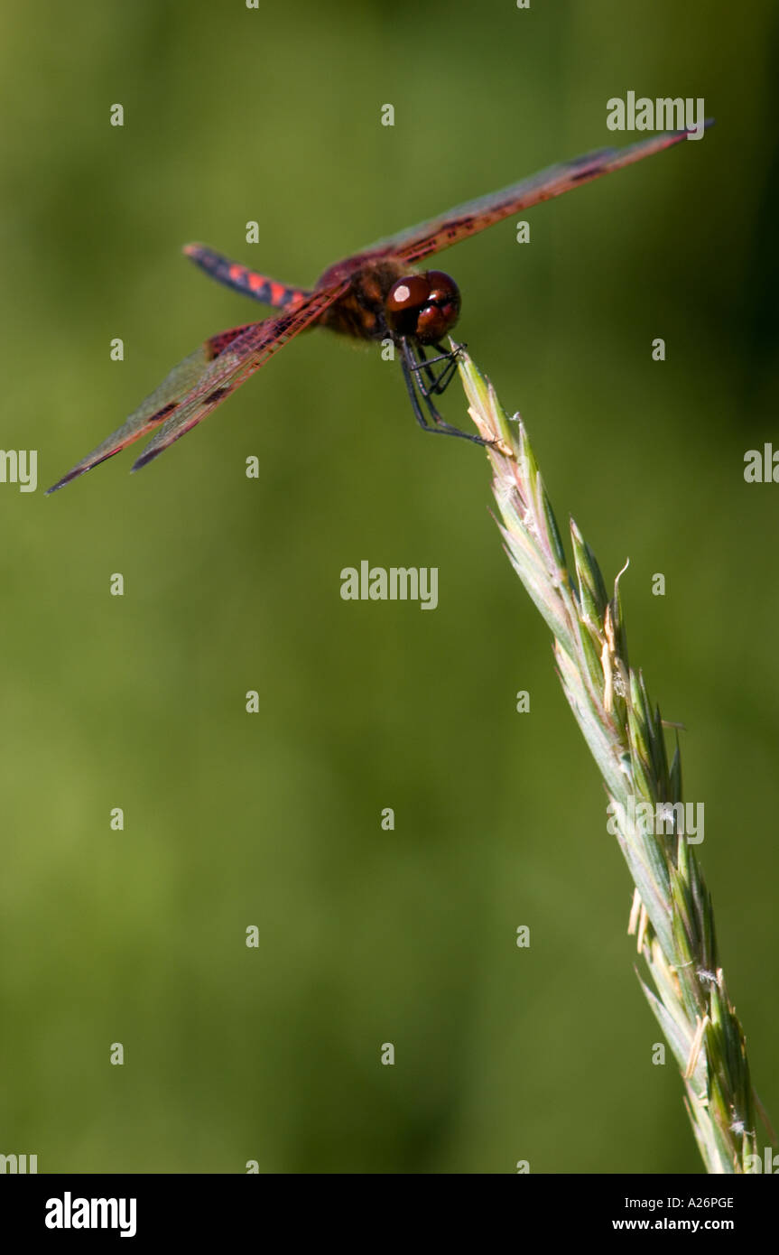 Calico pennant dragonfly (Celithimus elisa) Perching on grass seed head ...