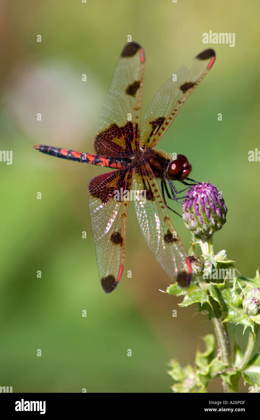 Calico pennant dragonfly (Celithimus elisa) Perching on grass seed head ...
