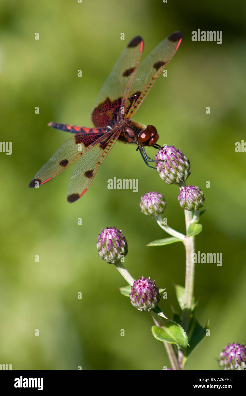 Calico pennant dragonfly (Celithimus elisa) Perching on grass seed head ...