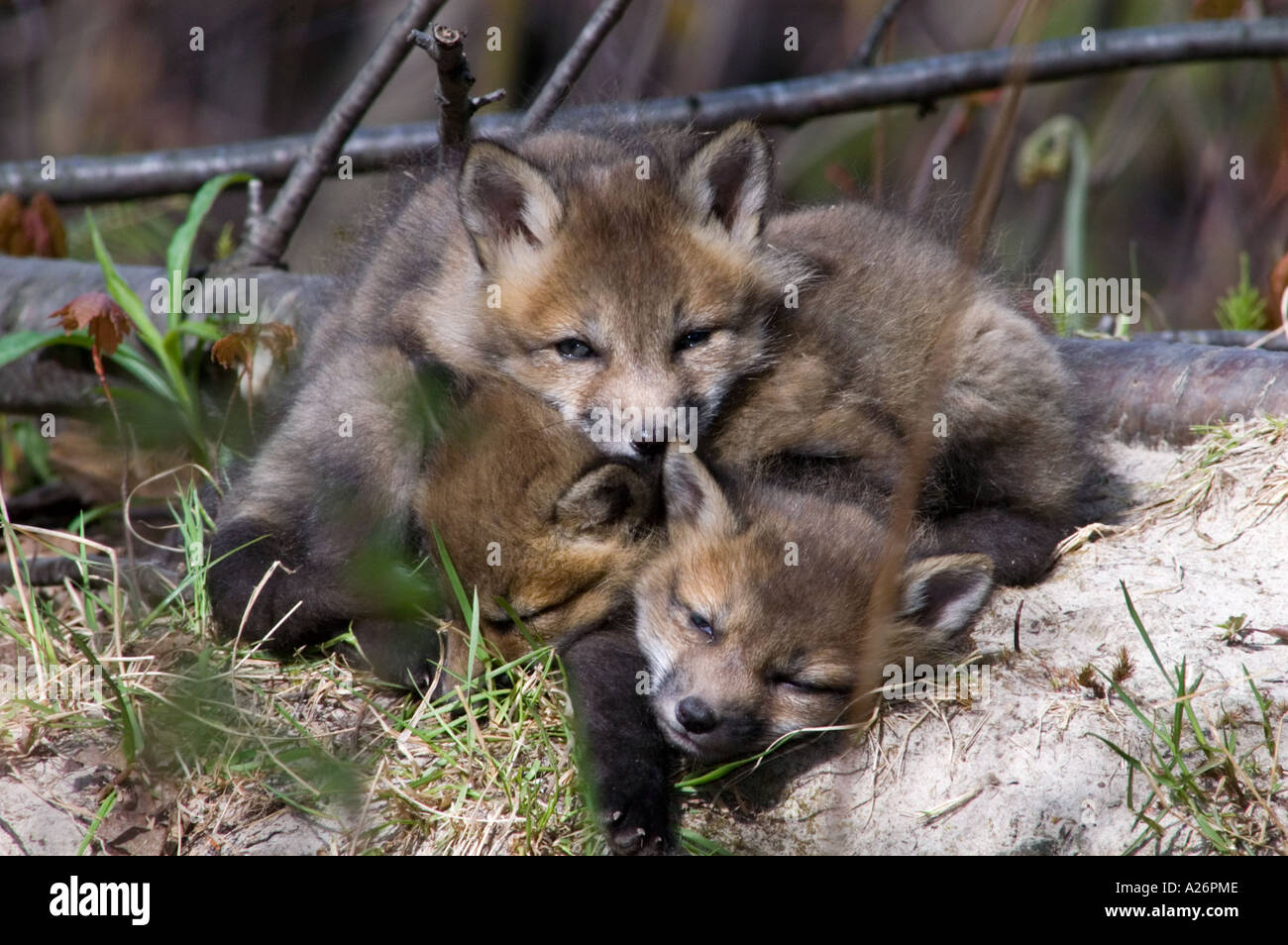 Red fox (Vulpes vulpes ) Kits near woodland den, Killarney Provincial Park, Ontario, Canada ...
