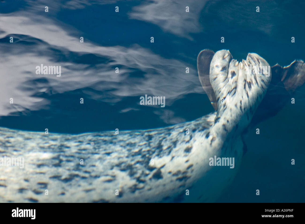Harbour seal (Phoca vitulina) Hind flippers underwater Victoria British ...