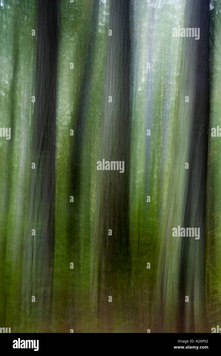 Blurred tree trunks Camera movement Cathedral Grove MacMillan PP Stock ...