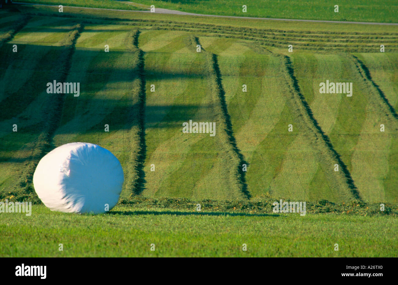 Hay lines hi-res stock photography and images - Alamy