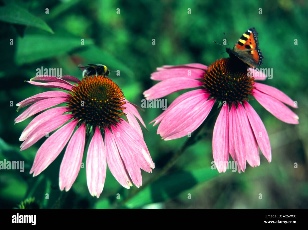 Butterfly and bee hi-res stock photography and images - Alamy