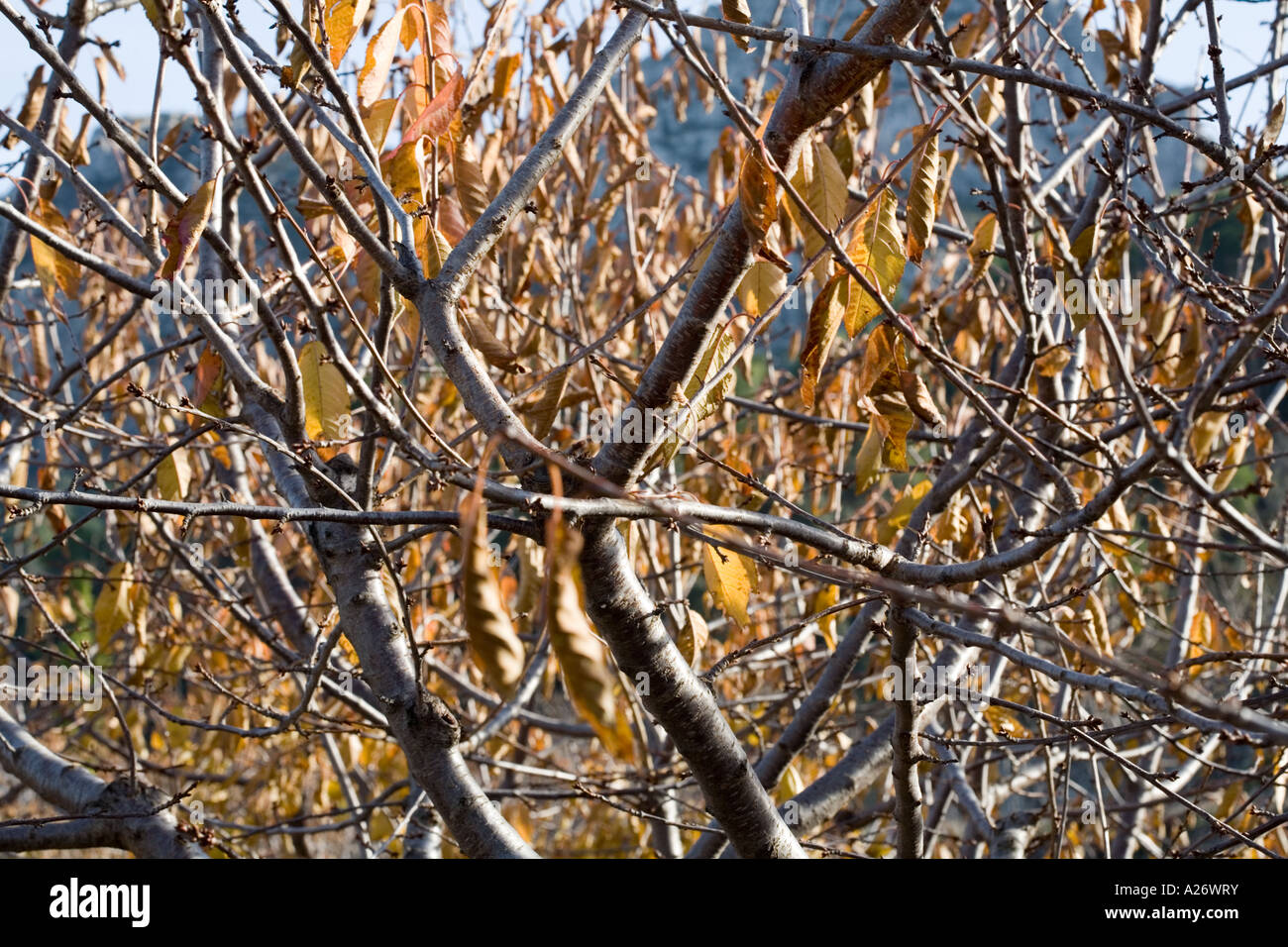Dead leaves still clinging to tree Stock Photo - Alamy