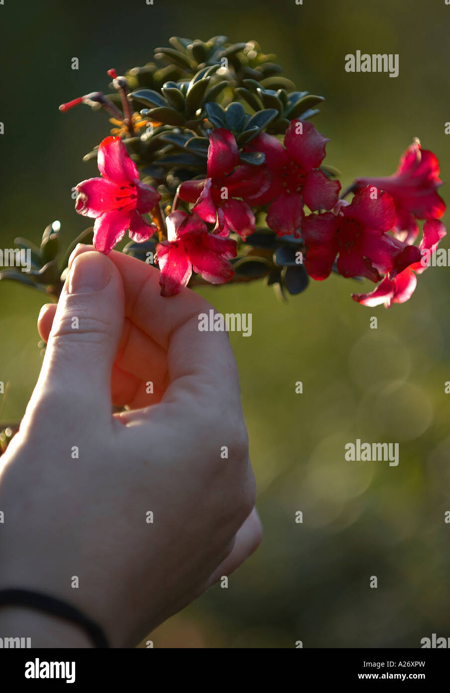 Rare rhododendron specimen hi-res stock photography and images - Alamy