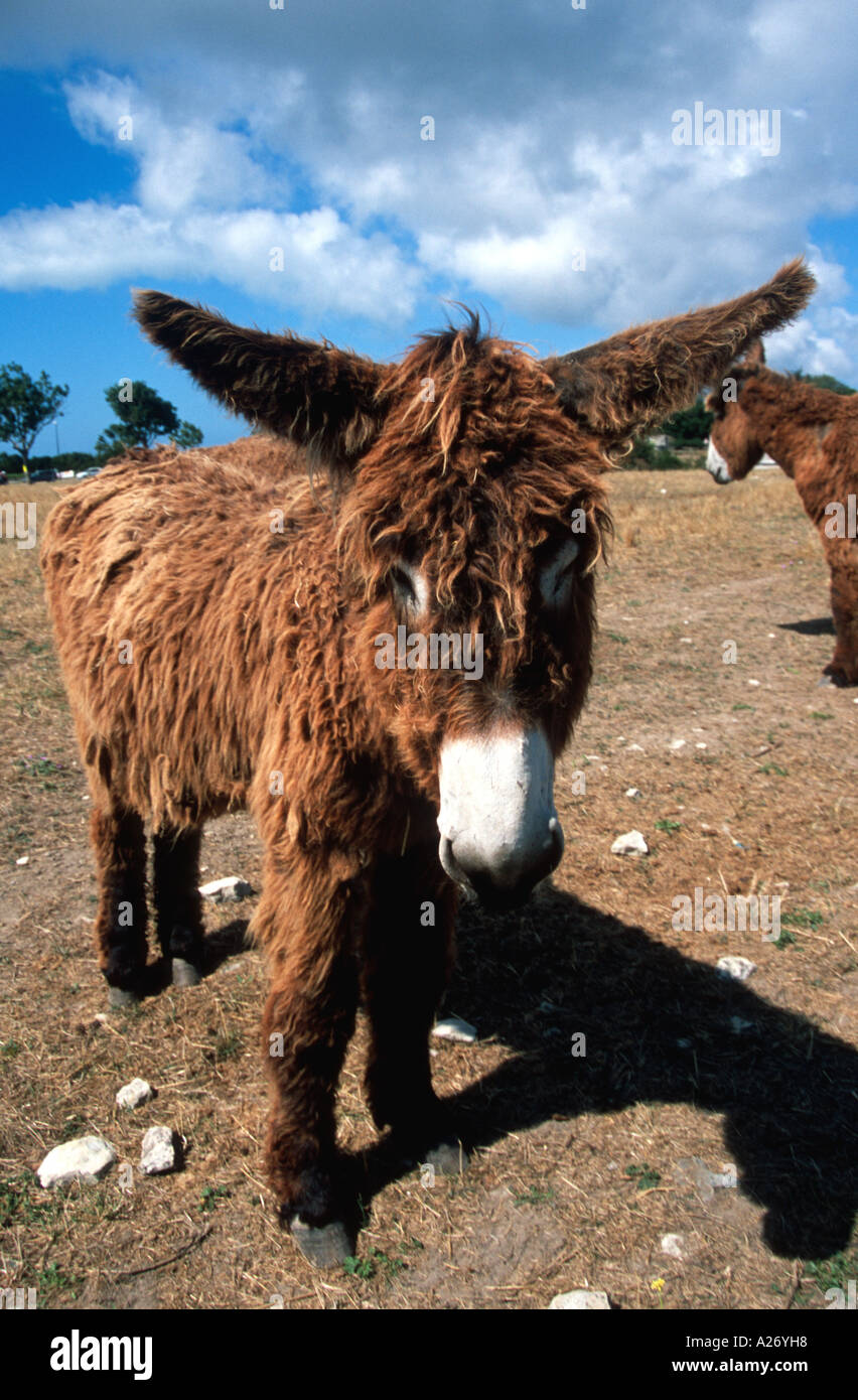 Very large hairy donkey ane L ile de Re ile de re La Rochelle Charente ...
