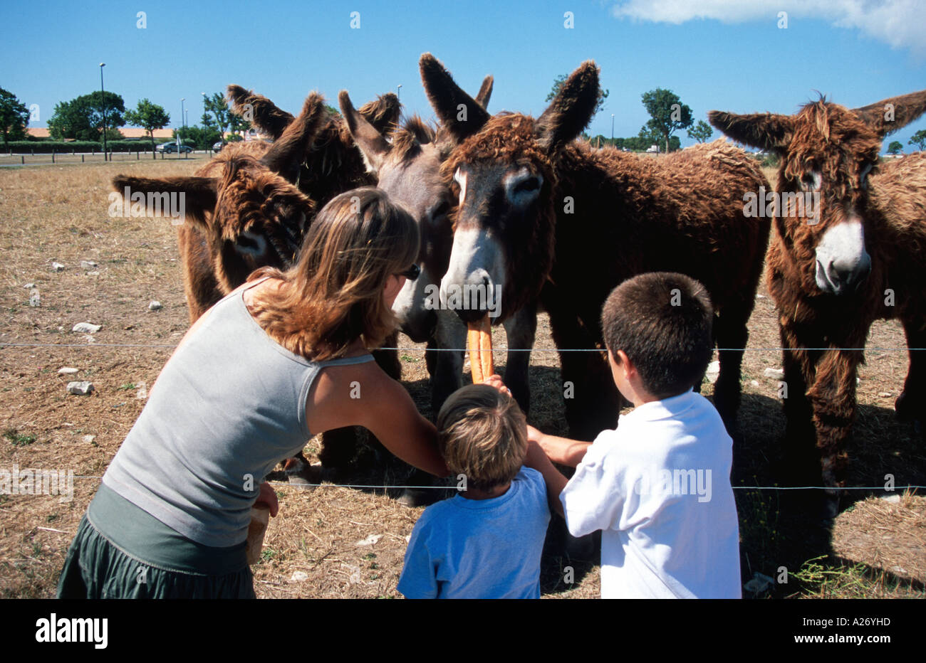 Family families mother children feeding petting very large hairy donkey ...