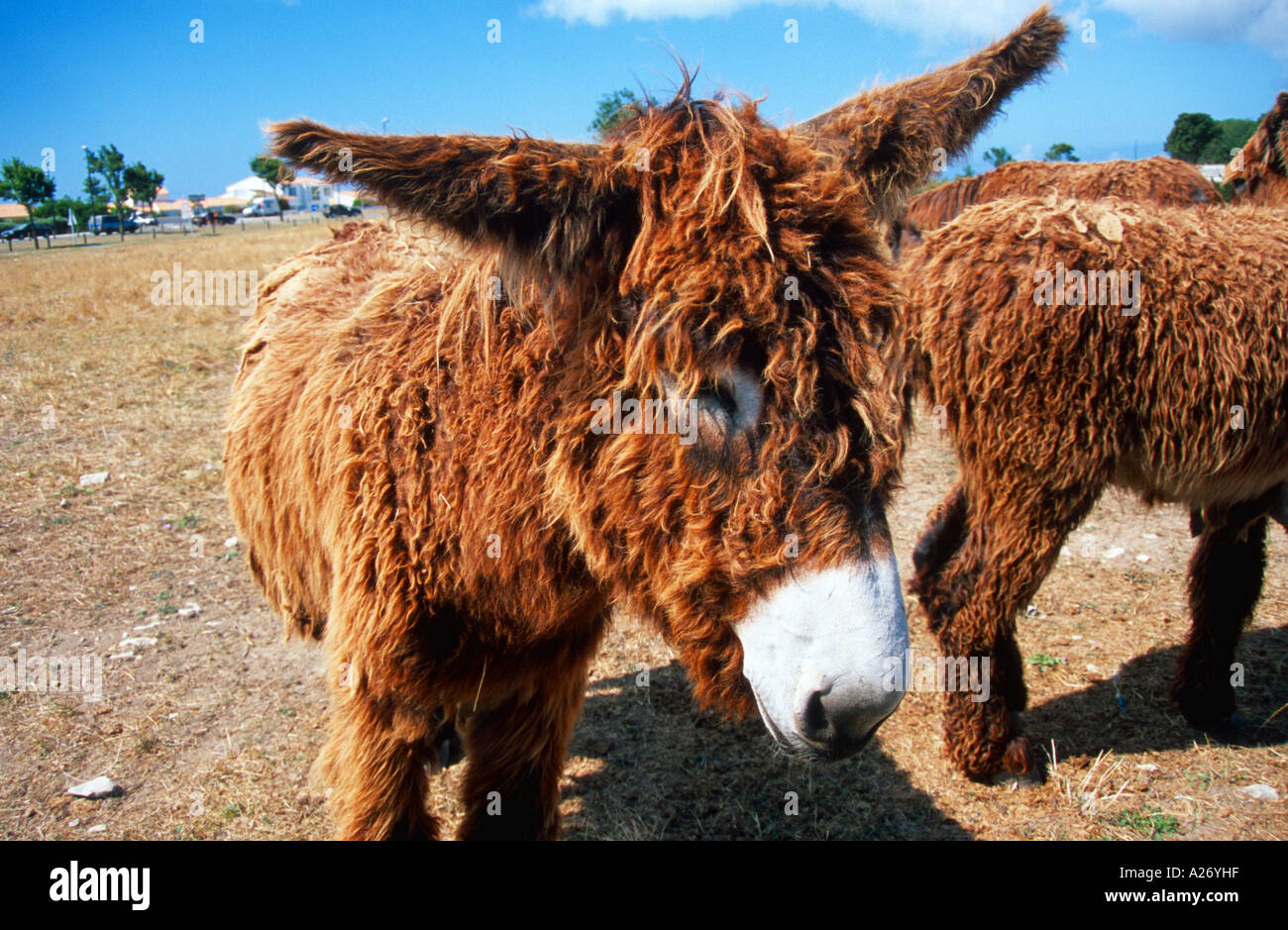 Very large hairy donkey ane L'ile de Re ile de re La Rochelle Charente ...