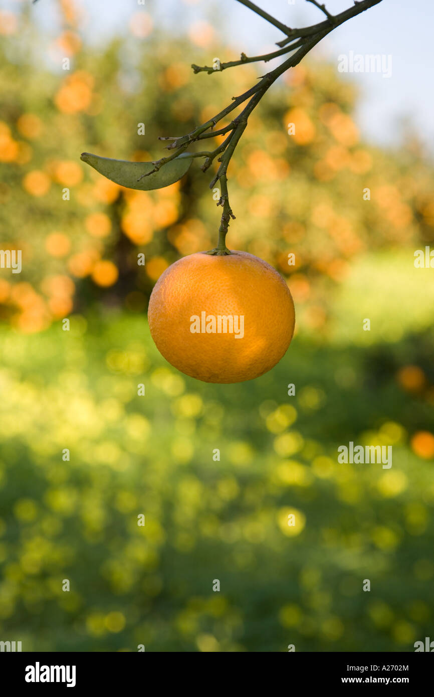 Single orange growing on tree, Valle de Laguar, Spain Stock Photo - Alamy