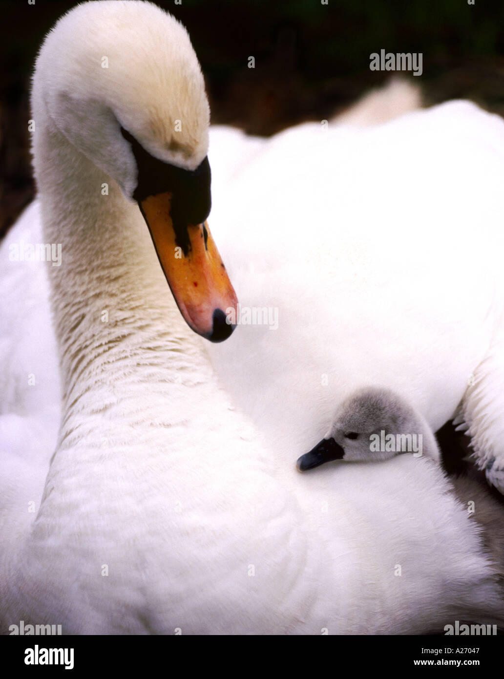 Cygnet and swan hi-res stock photography and images - Alamy