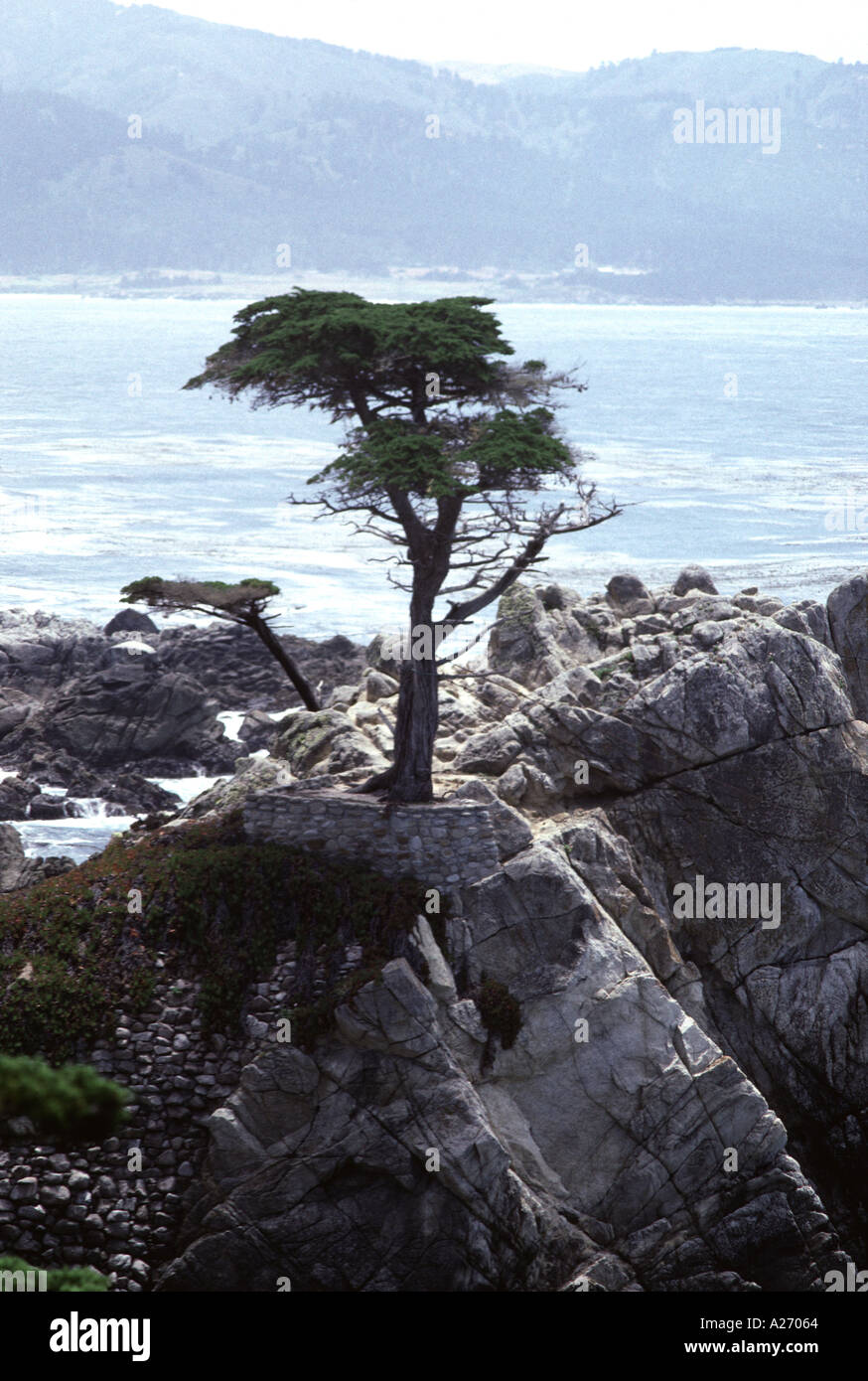 Lone cyprus tree hi-res stock photography and images - Alamy