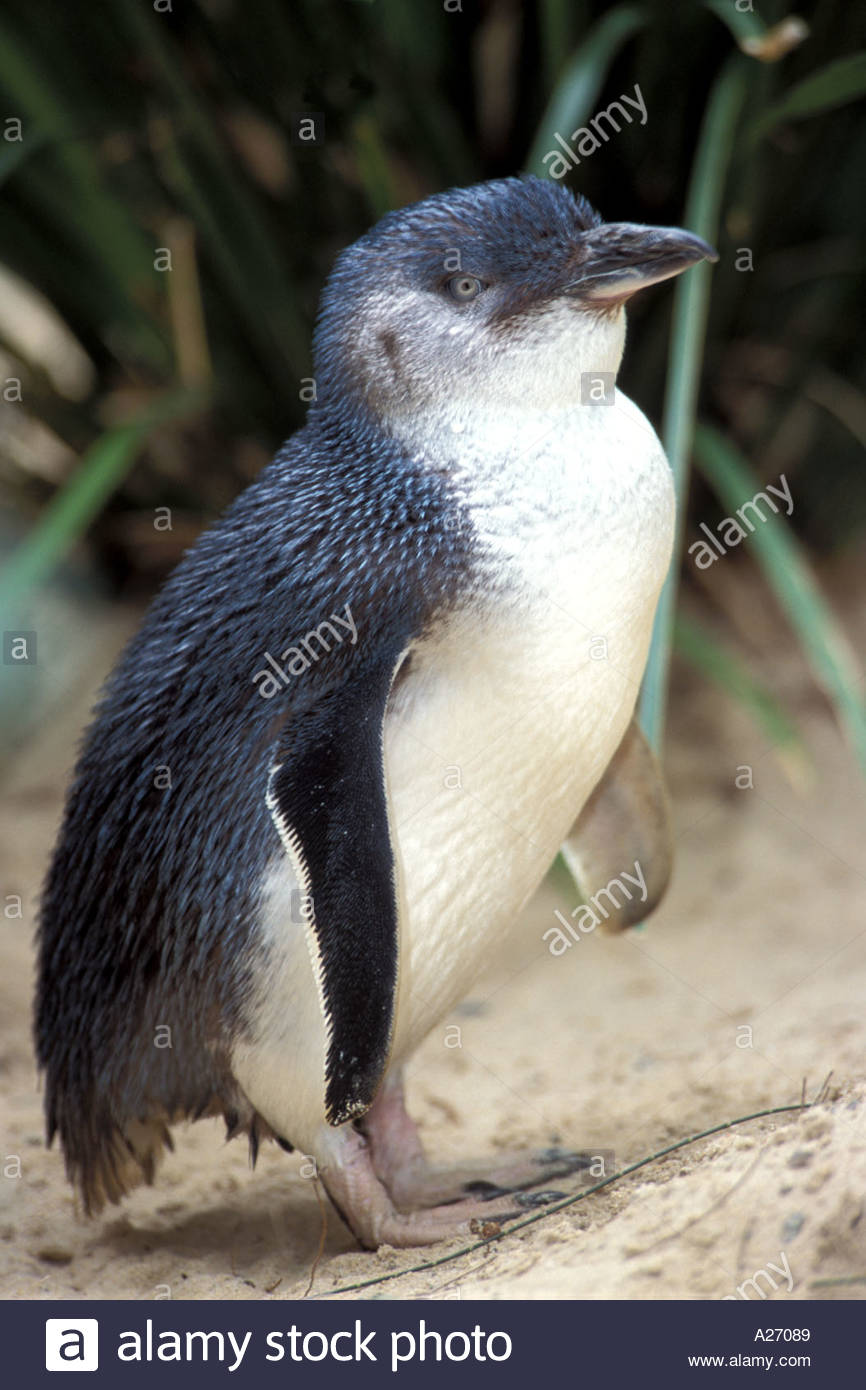 Fairy Penguin High Resolution Stock Photography and Images - Alamy