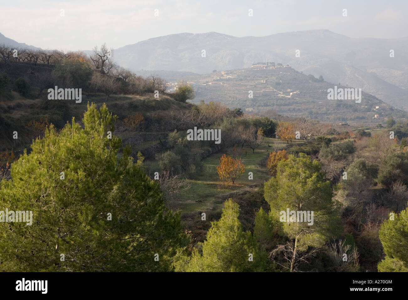 View of the Vall de Laguar looking across terraces and olive groves ...