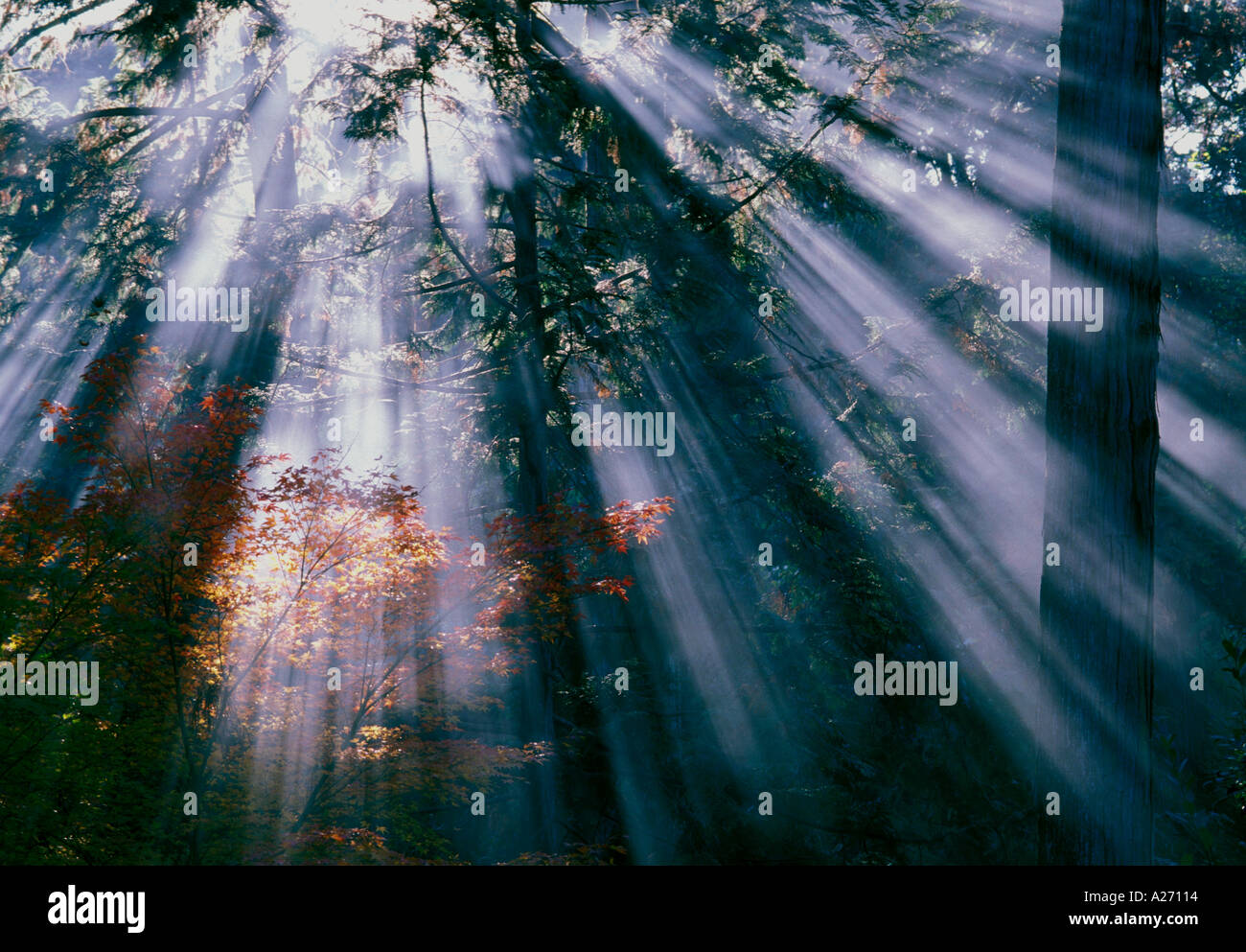 Trees in the mist Japan Stock Photo - Alamy