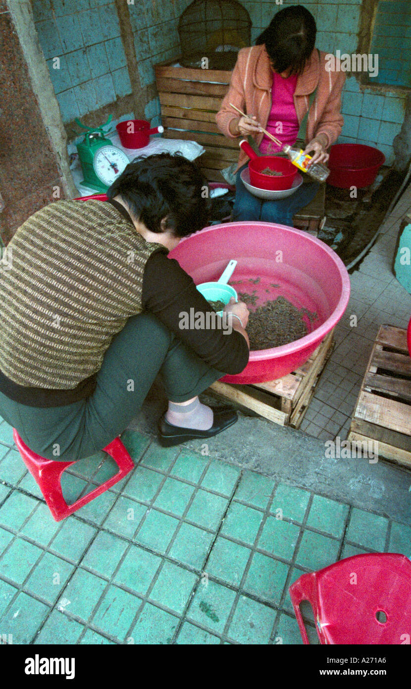 Chinese stick insect hi-res stock photography and images - Alamy