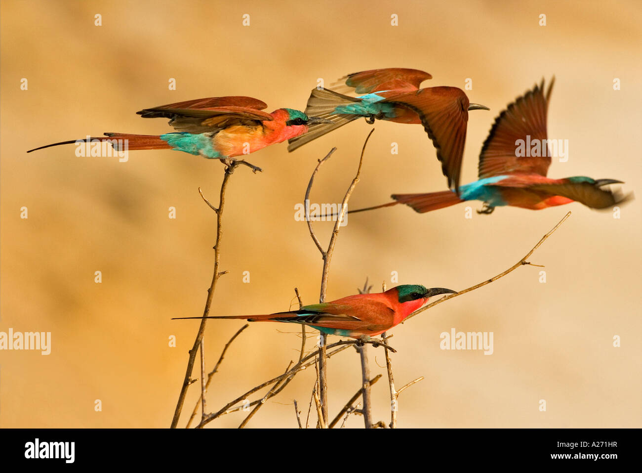 Flying Carmin Bee-eater (Merops nubicoides), Zambezi (Sambezi), Caprivi ...