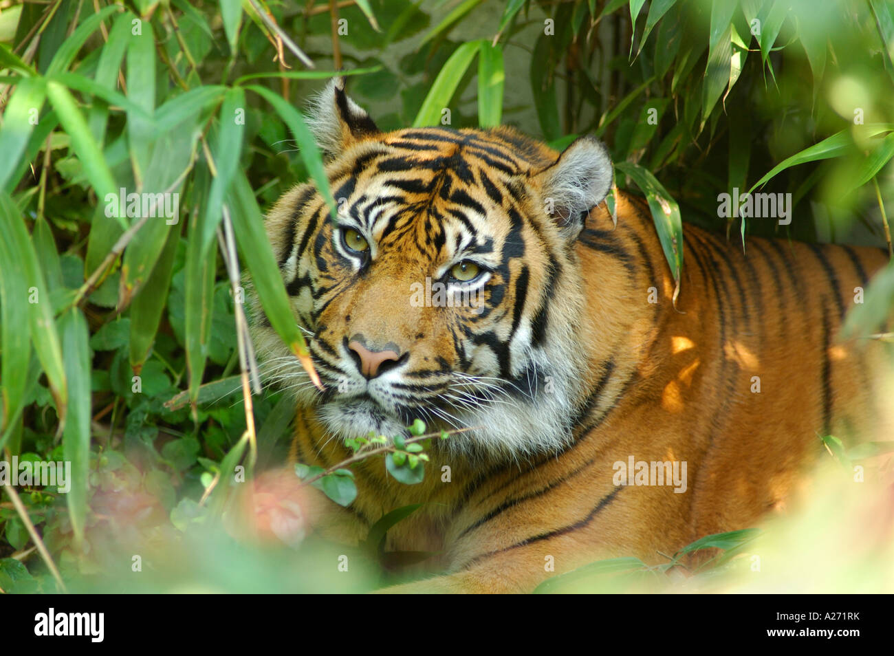 Tigers of sumatra hi-res stock photography and images - Alamy