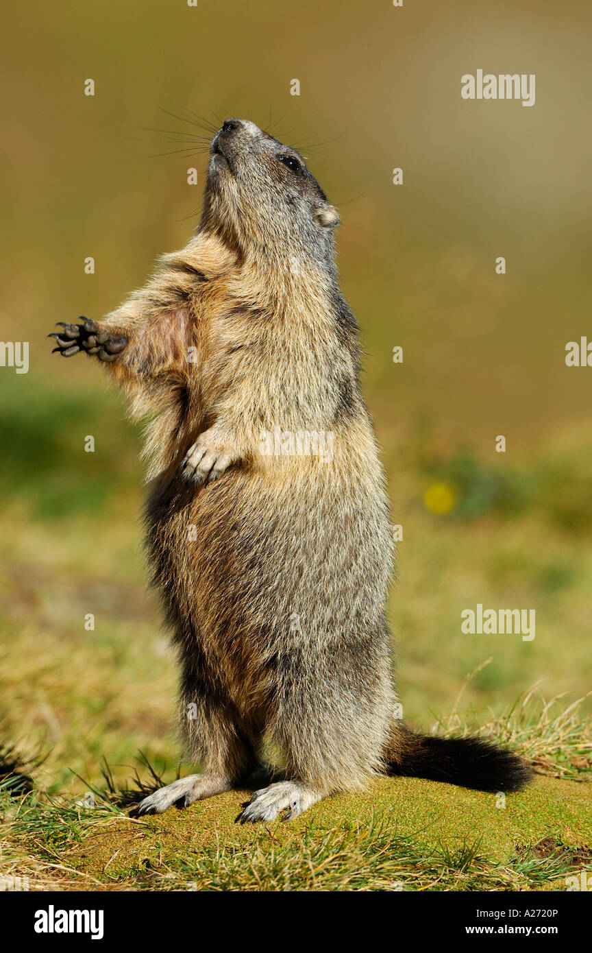 Alpine Marmot (Marmota marmota) standing Stock Photo - Alamy
