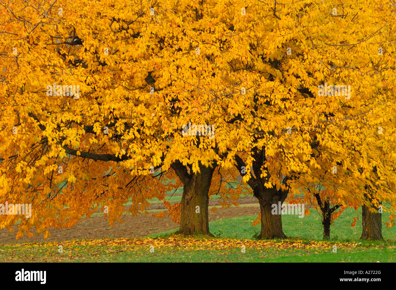 Cherry Trees (Prunus avium) autumn foliage Stock Photo - Alamy