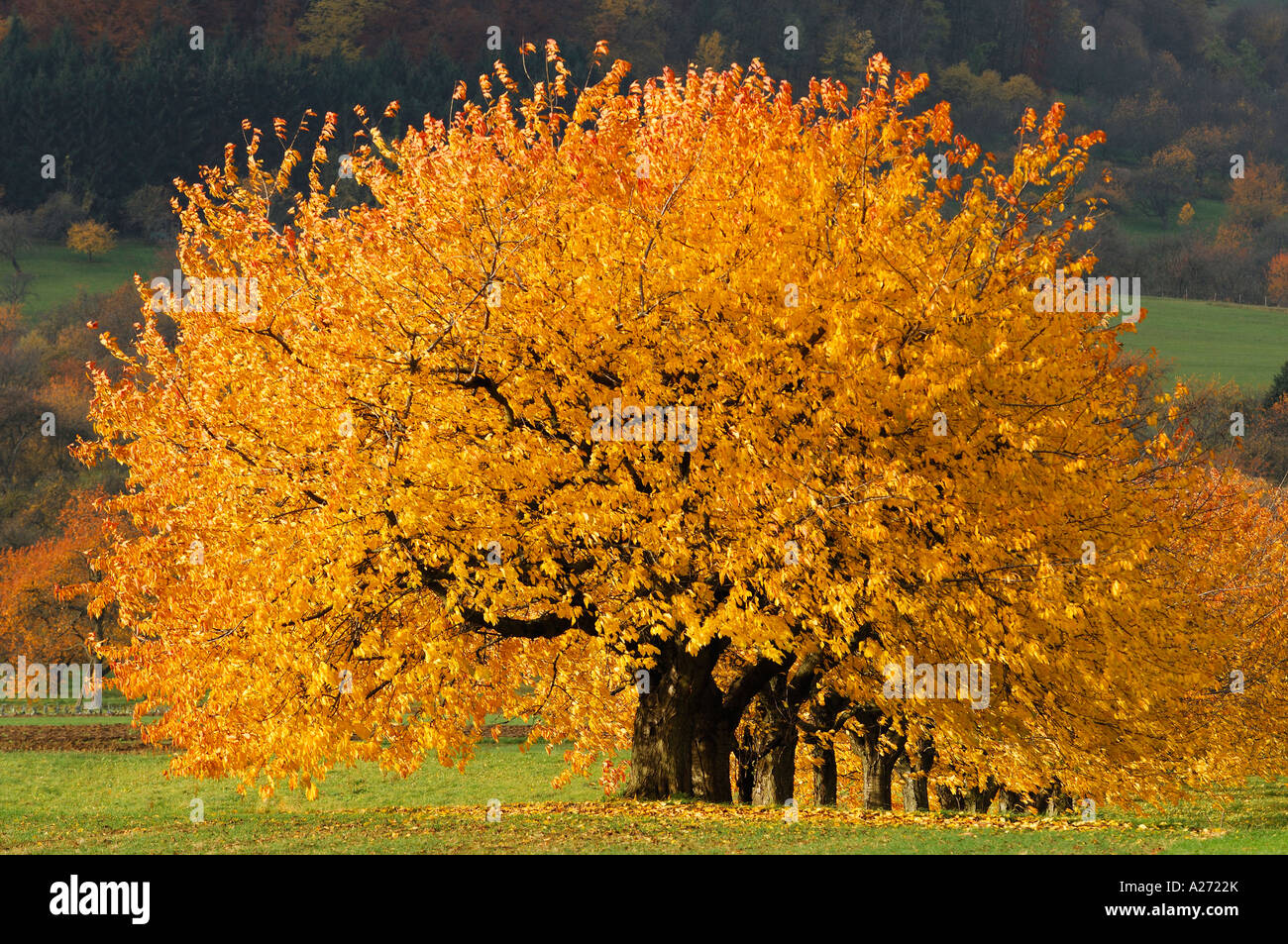 Cherry Trees (Prunus avium) autumn foliage Stock Photo - Alamy