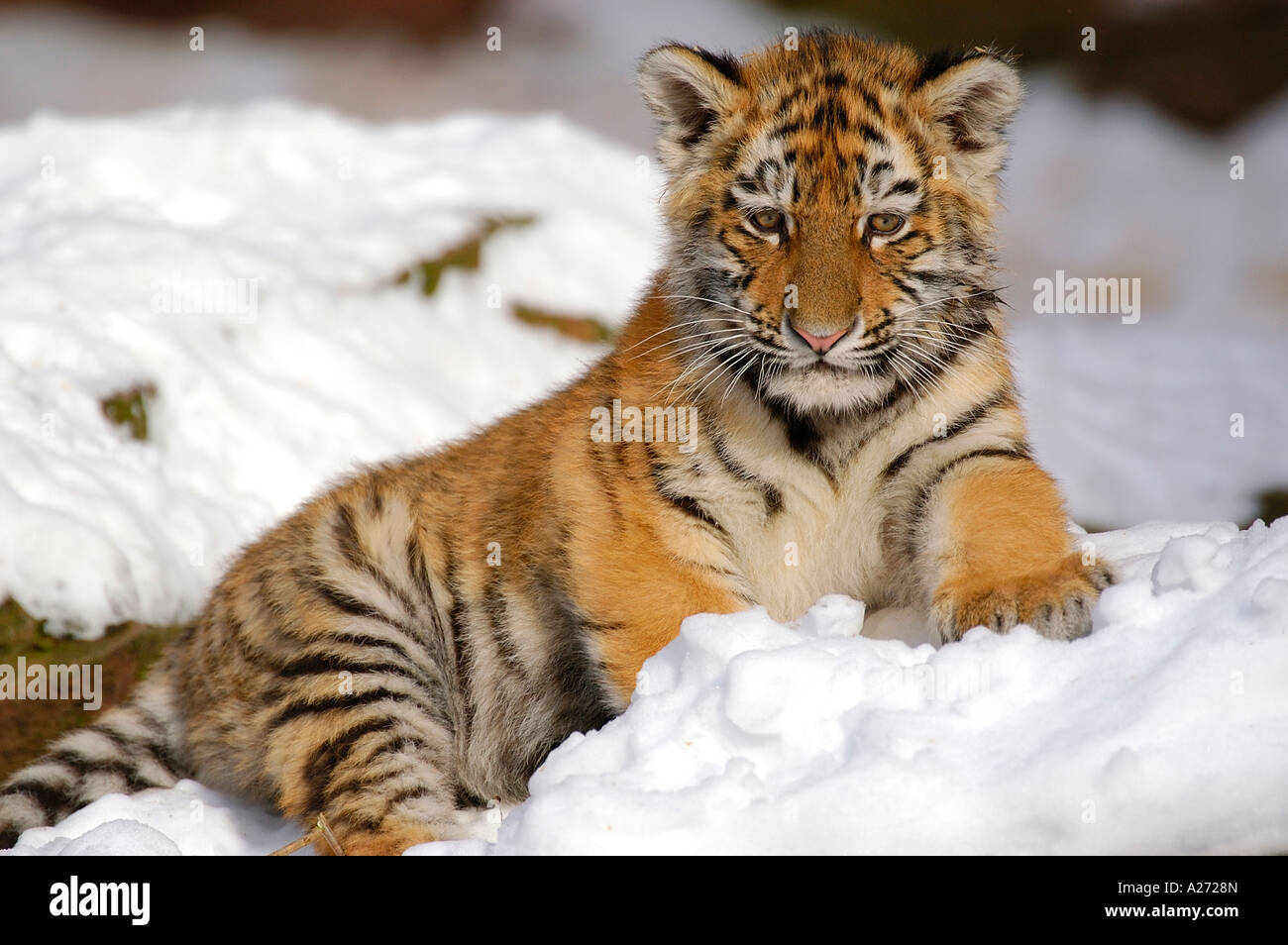 Sibirian Tiger (Panthera tigris altaica) young one in snow Stock Photo ...
