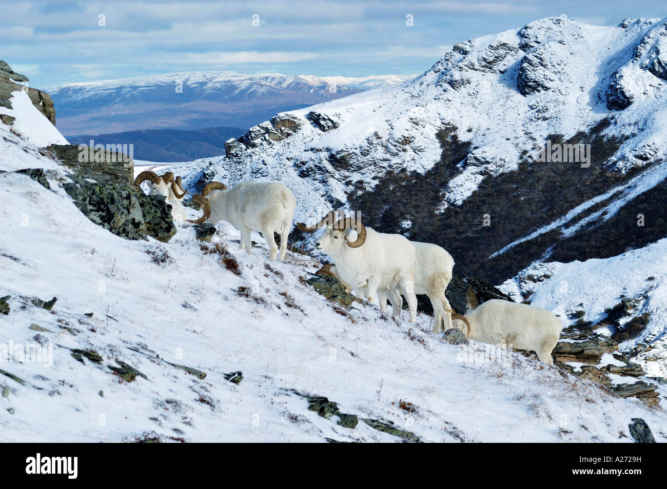 Dall sheep (Ovis dalli) group in snowy landscape Denali Nationalpark ...