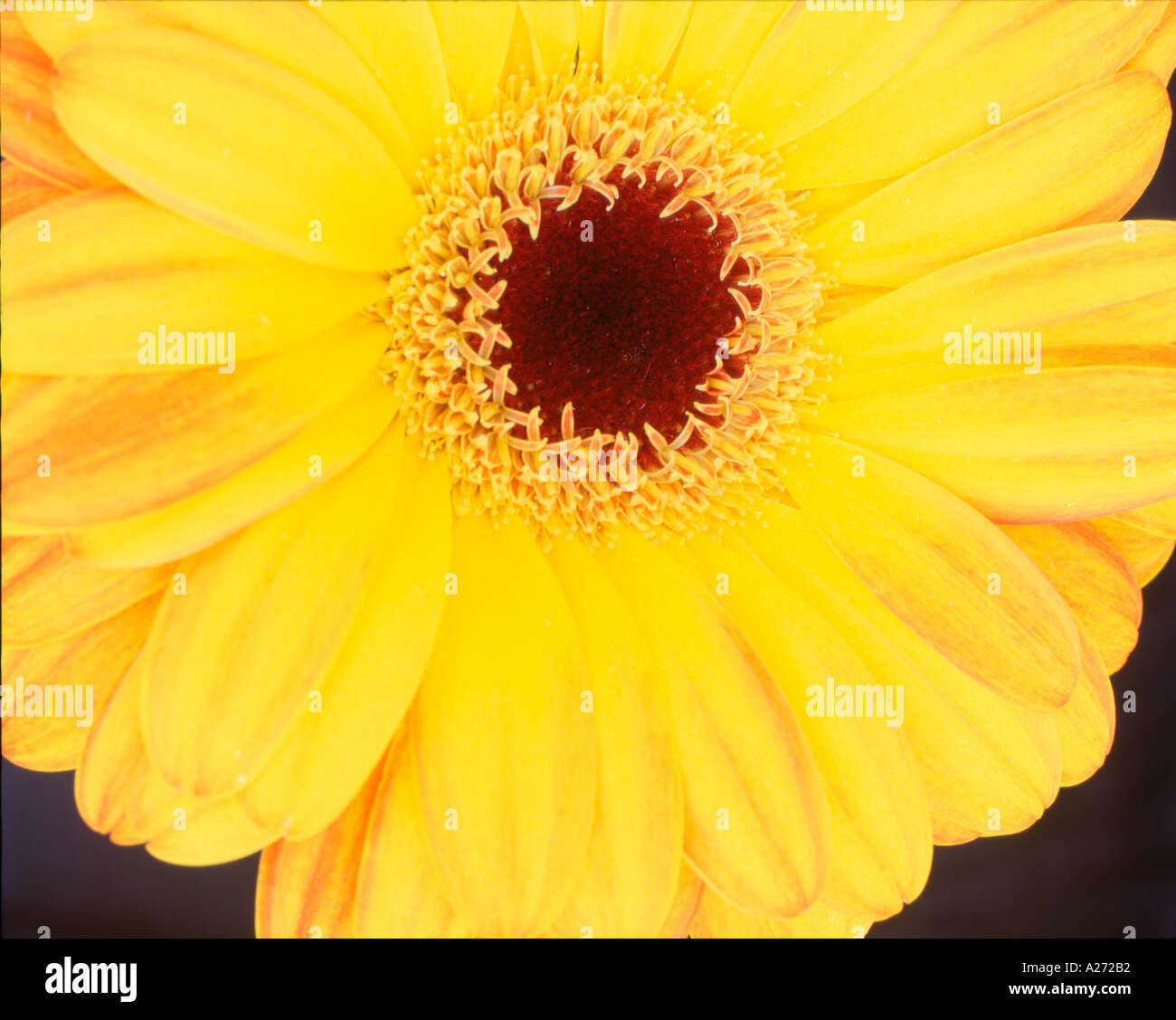 African daisy gerbera jamesonii asteraceae hi-res stock photography and ...