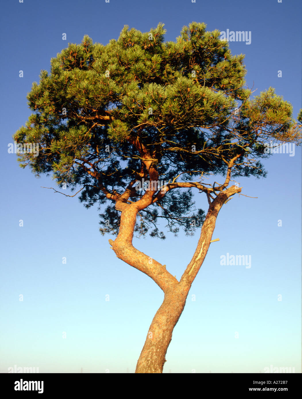 Cedar tree uk hi-res stock photography and images - Alamy