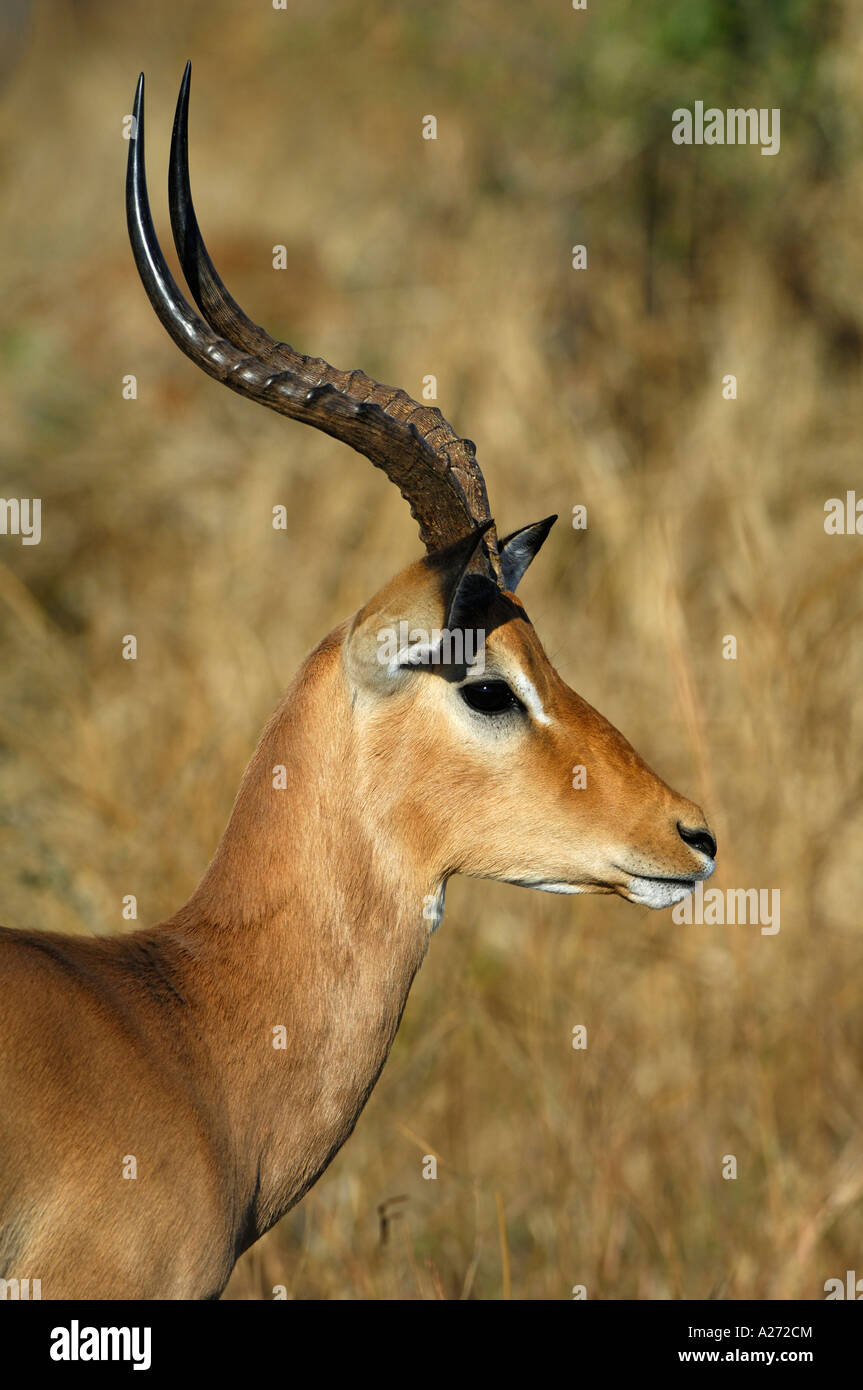 Portrait impala antelope aepyceros hi-res stock photography and images ...