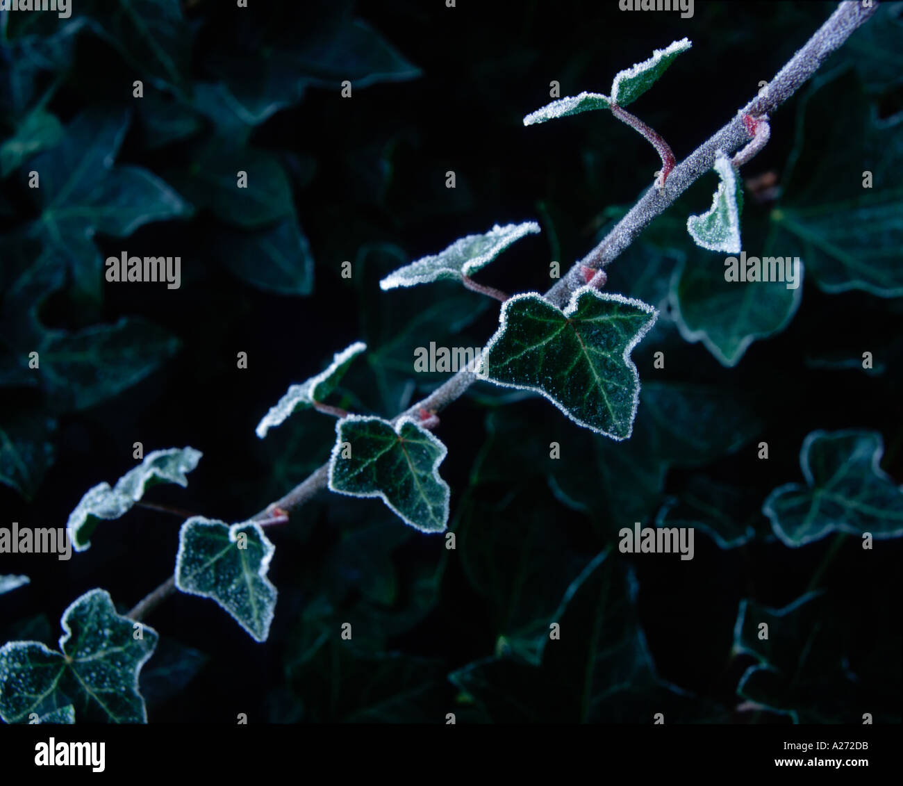 English ivy leaf hi-res stock photography and images - Alamy