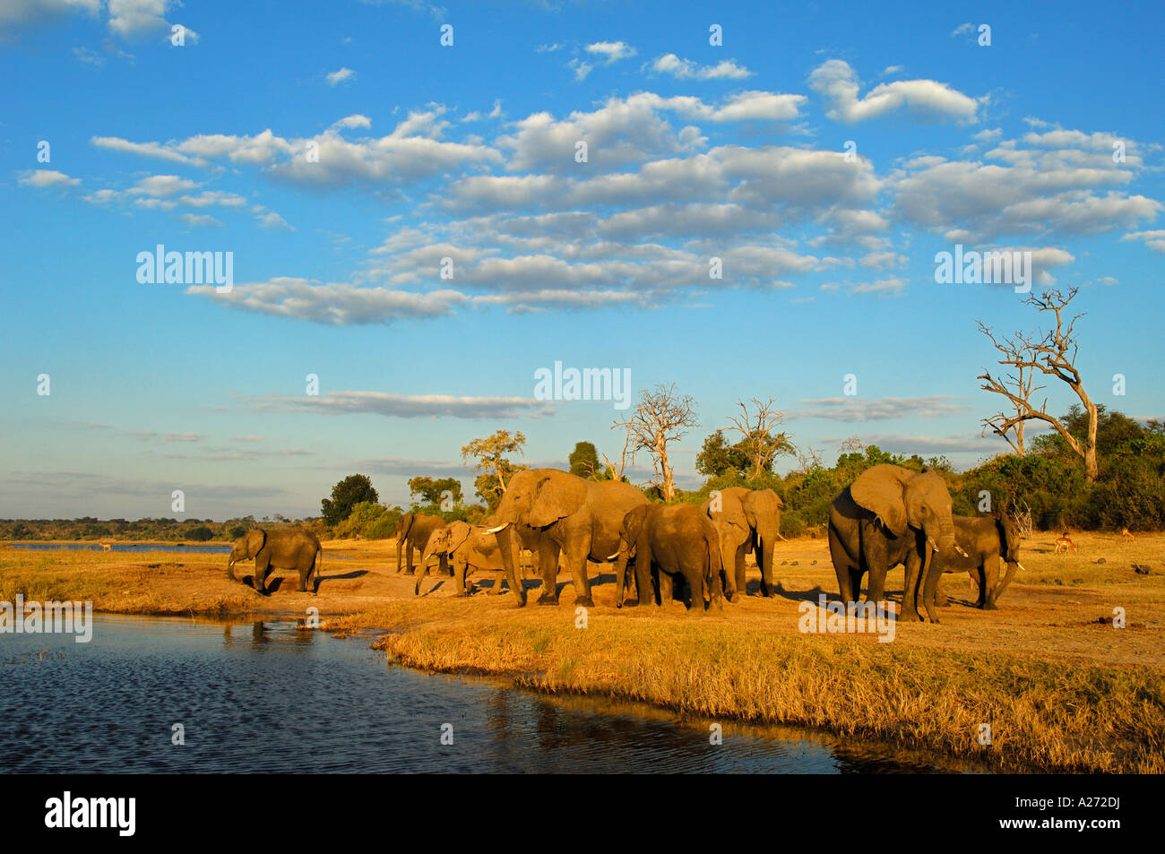 Elephants loxodonta africana animals hi-res stock photography and ...