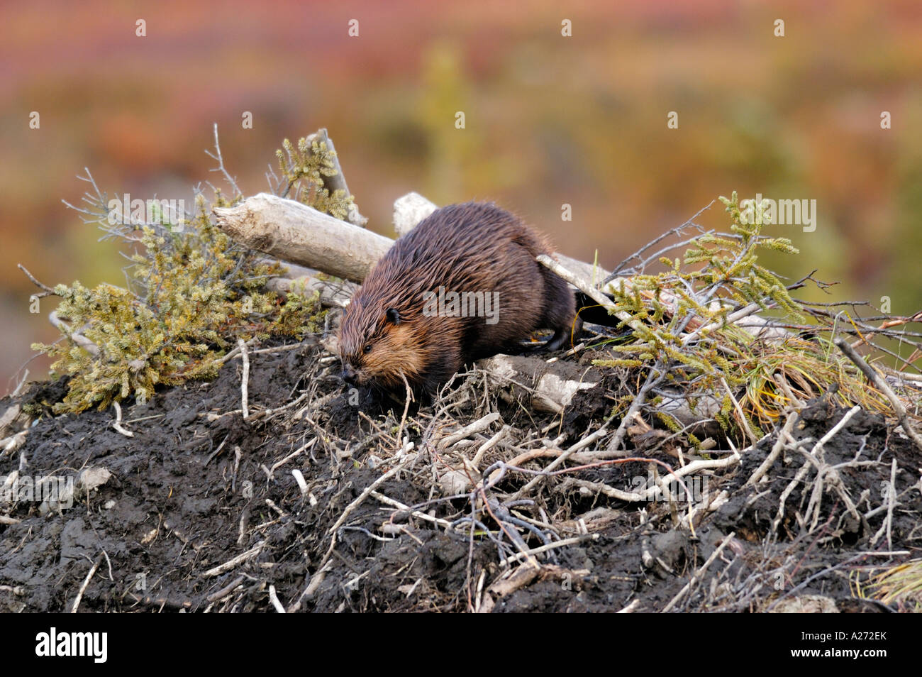 Castor Canadensis Teeth High Resolution Stock Photography and Images ...