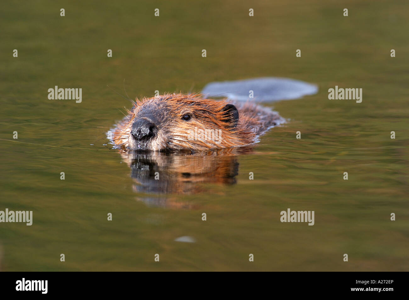 Beaver (Castor canadensis Stock Photo - Alamy