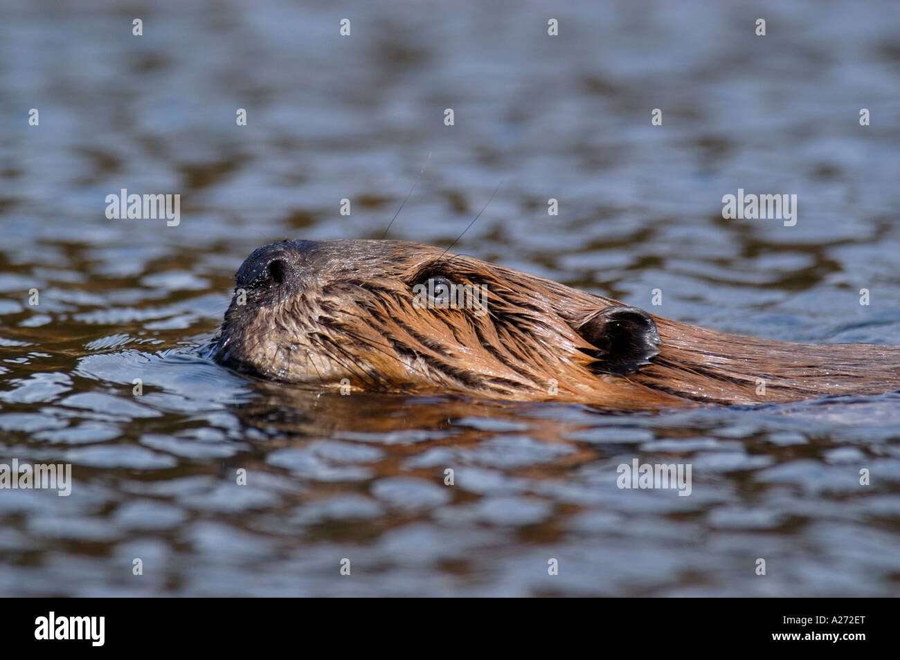 Beaver (Castor canadensis) portrait Stock Photo - Alamy