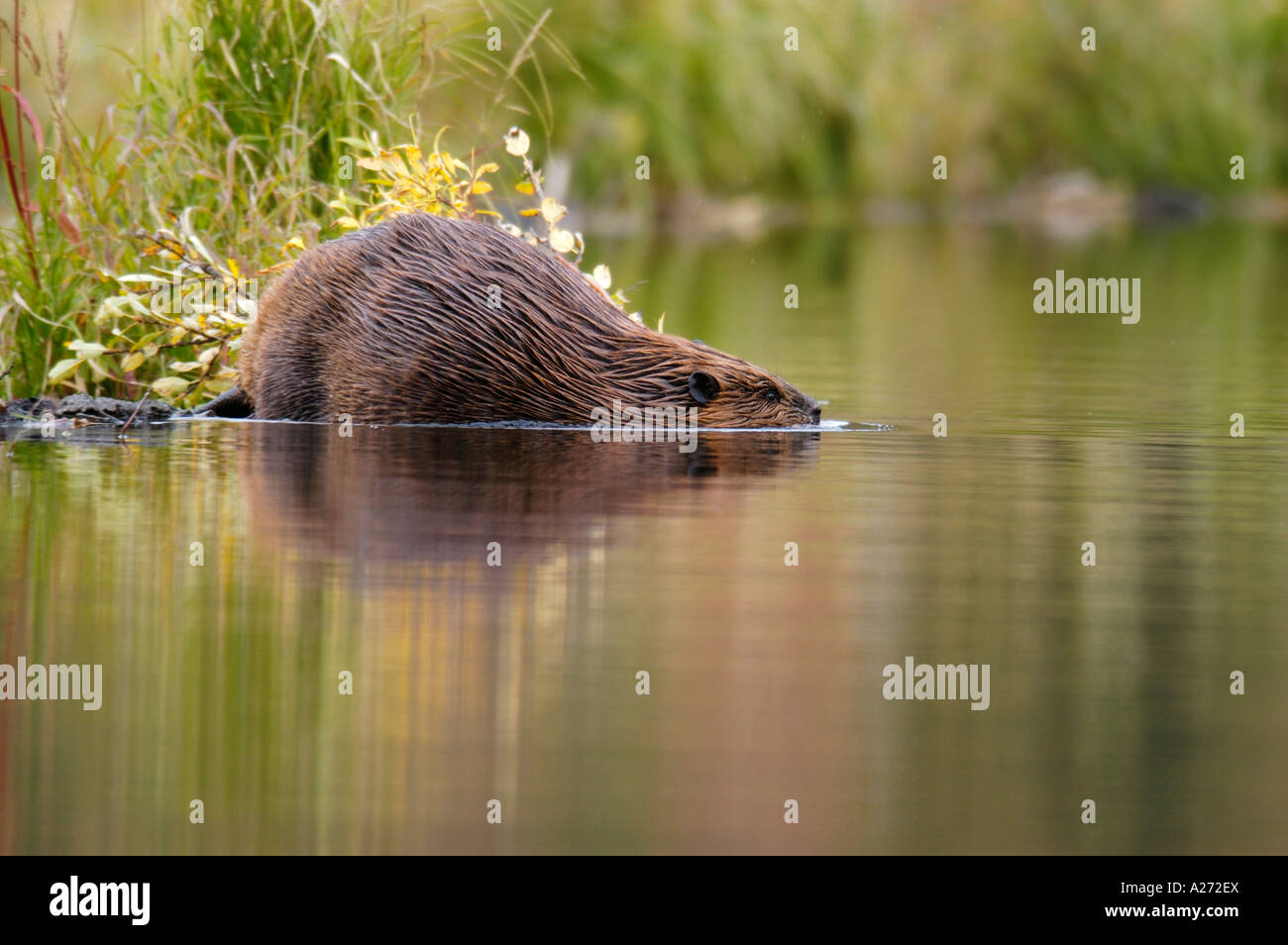 Beaver (Castor canadensis Stock Photo - Alamy