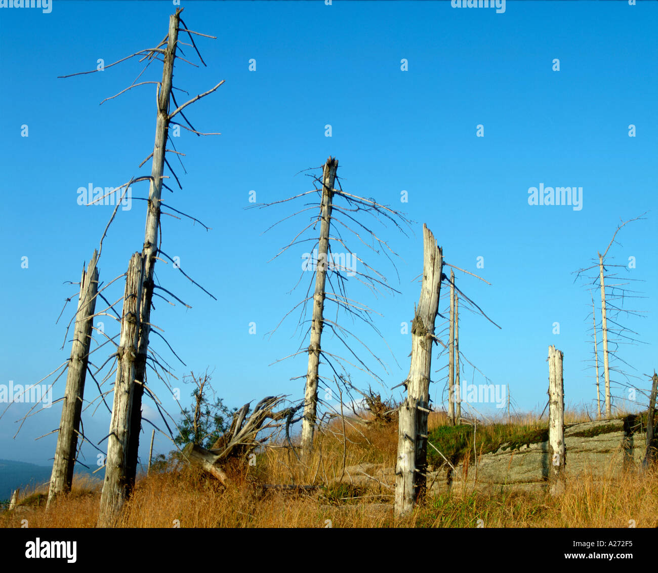 Acid Rain Forest Stock Photos & Acid Rain Forest Stock Images - Alamy